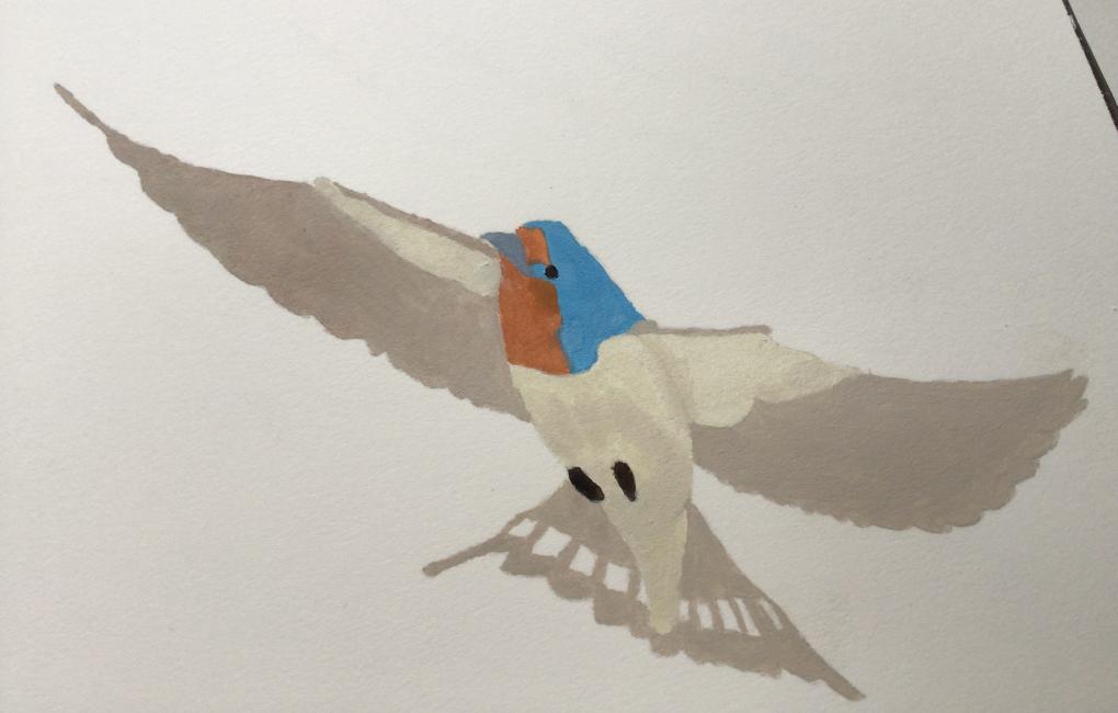 Paint: Barn Swallow Base Colors | Bird Academy • The Cornell Lab