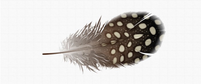 Anatomy | Fields of Study | Bird Academy • The Cornell Lab